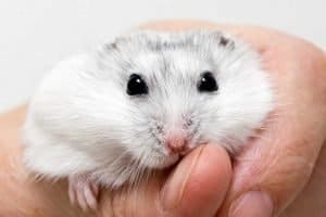 How To Take Care Of A Hamster