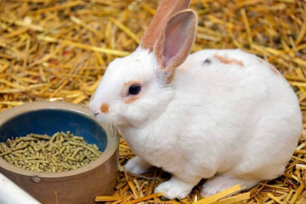 Top 5 Rabbit Pellets - Choose The Best One