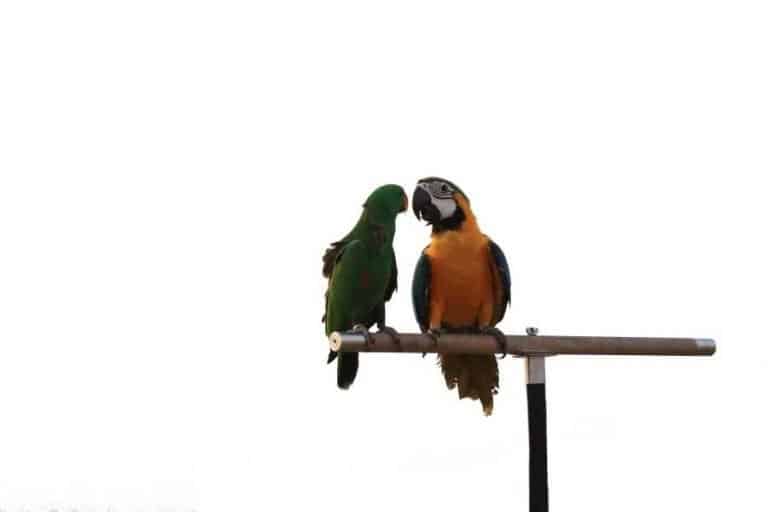8 Ideas For Parrot Stand - Choose The Best One