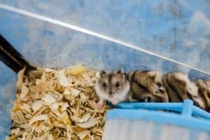 Choose The Best Bedding For Hamster - Top 5 Products