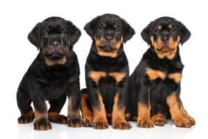 Miniature Rottweiler - The Best Complete Guide You Can Learn From
