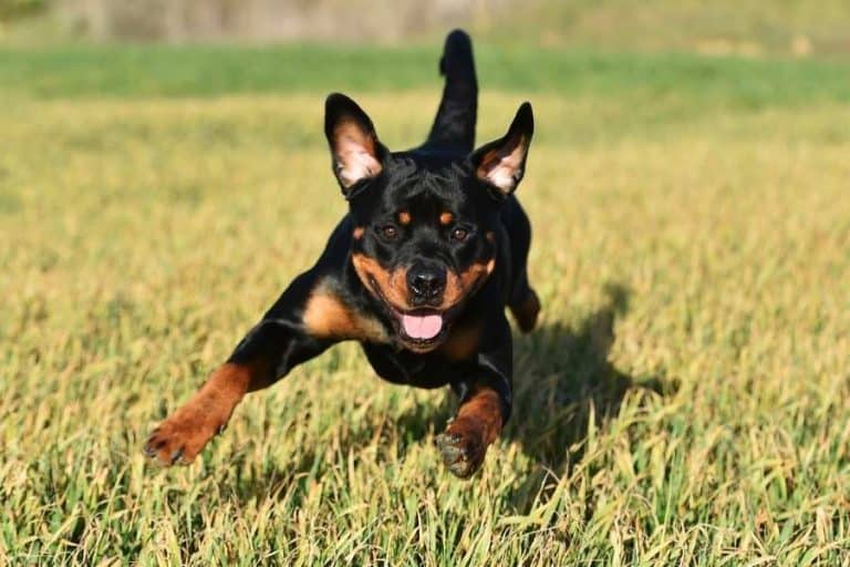 Miniature Rottweiler - The Best Complete Guide You Can Learn From