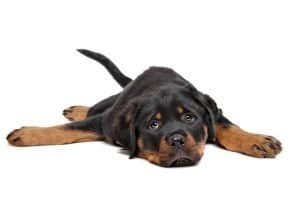 Miniature Rottweiler - The Best Complete Guide You Can Learn From