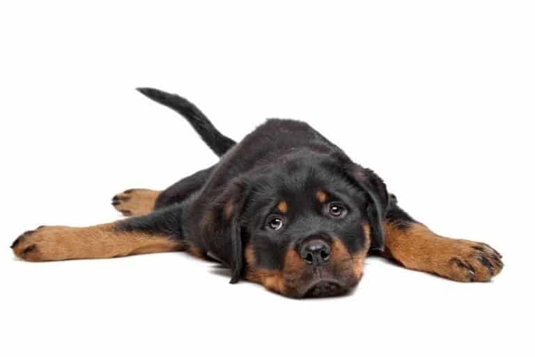 Miniature Rottweiler - The Best Complete Guide You Can Learn From