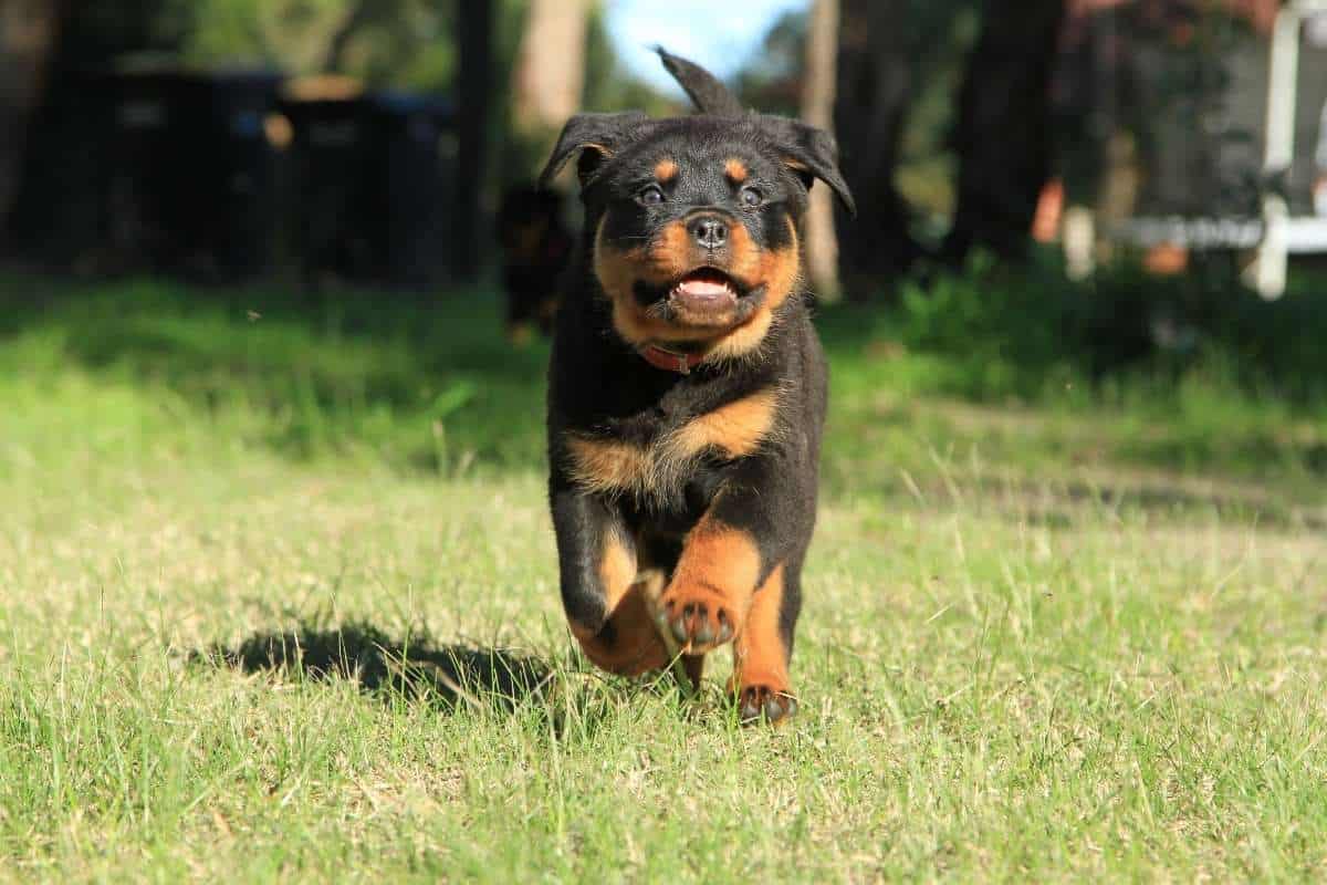 Miniature Rottweiler - The Best Complete Guide You Can Learn From