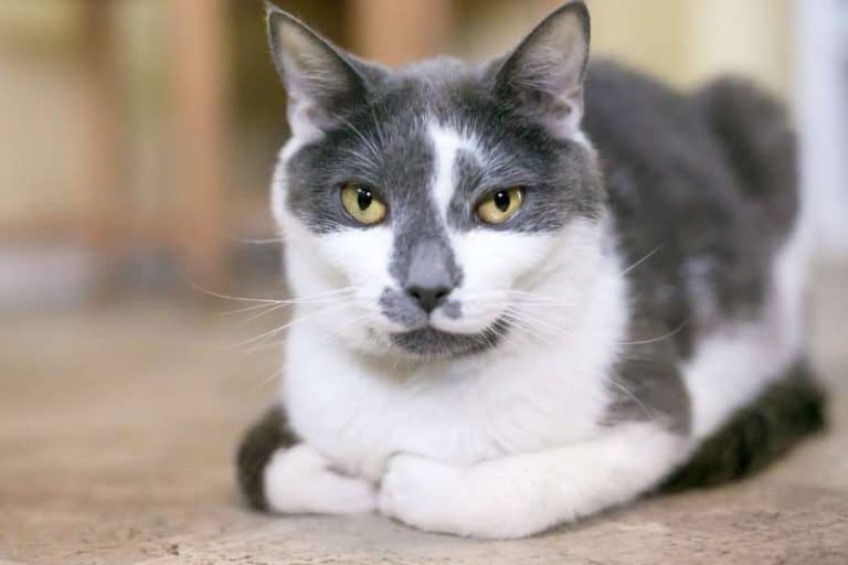 Why Does The Cat Loaf? - 4 Reasons For Cat Loafing You Should Know