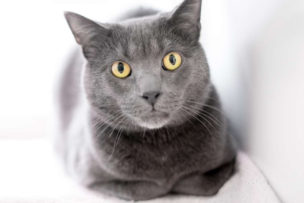 Why Does The Cat Loaf? - 4 Reasons For Cat Loafing You Should Know