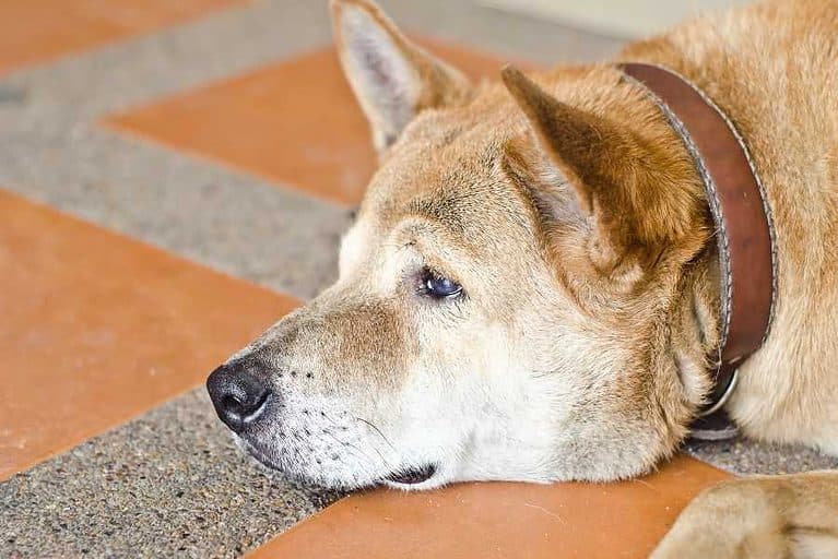 Why Is My Dog Sneezing A Lot? - 6 Causes And When To Be Worried