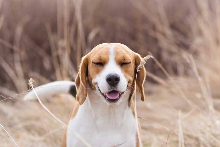 Why Is My Dog Sneezing A Lot? - 6 Causes And When To Be Worried