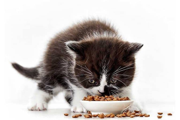 How To Make Homemade Food For Cat? - Our Top 5 Recipes