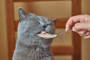 Learn How To Make Cat Gravy - 4 Delicious Recipes For Your Feline