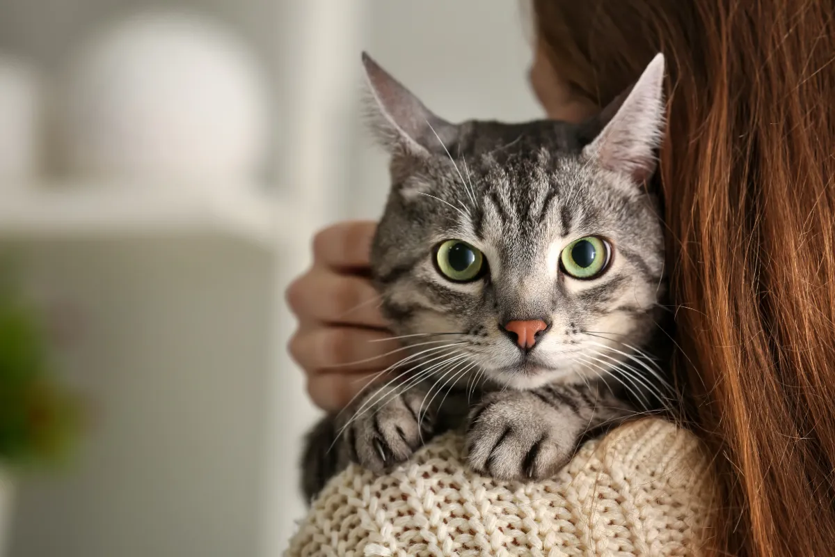 4 Interesting Facts About The Grey Tabby Cat