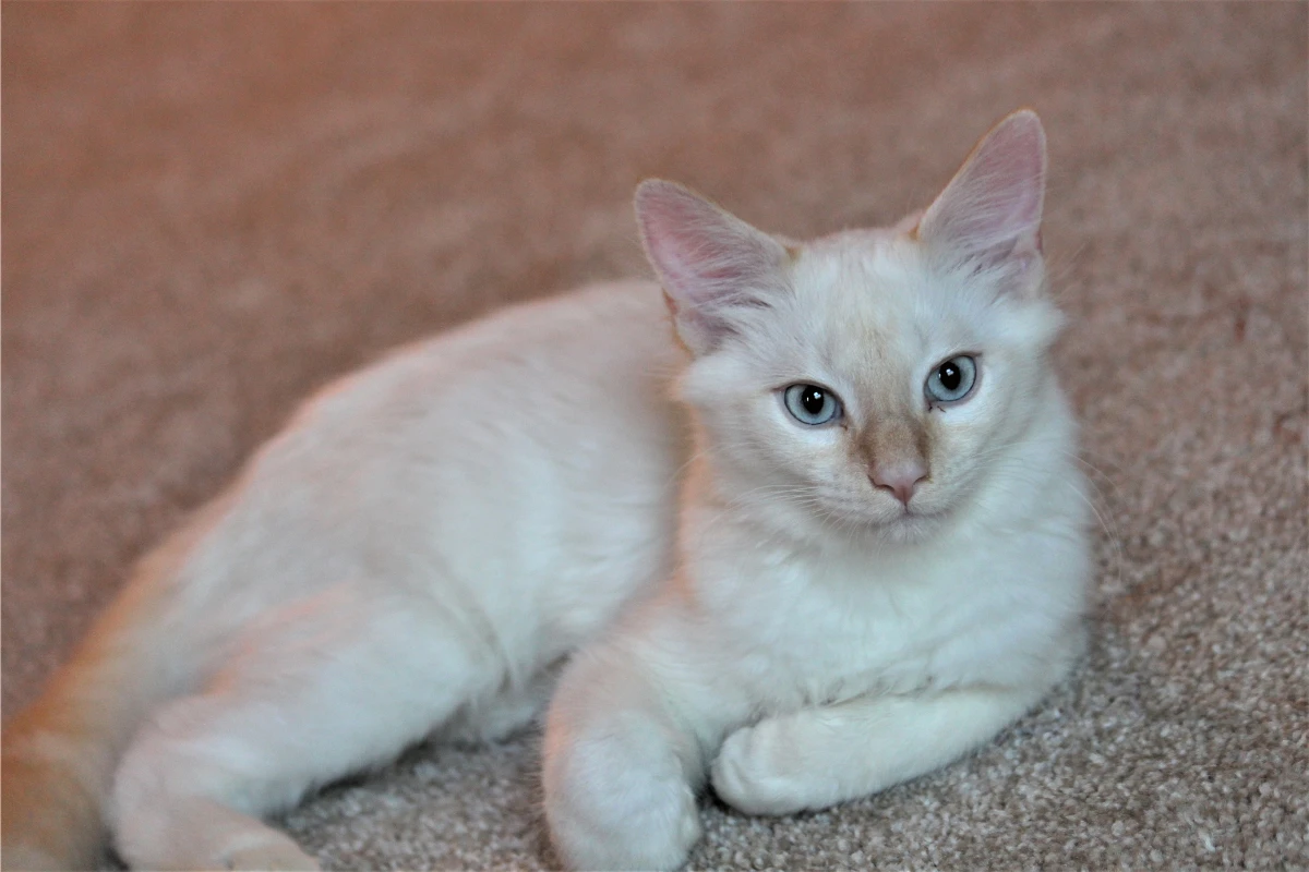 Flame Point Siamese Personality: Dive into the Allure of These Fiery ...
