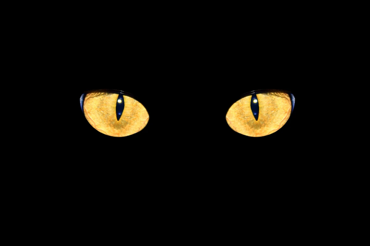 9 Cat Eye Colors And Their Rarity [VIDEO]